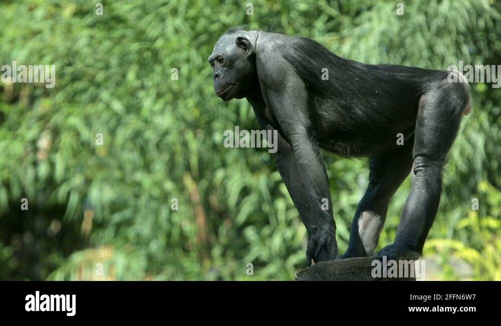 Bonobo chimps Stock Videos & Footage - HD and 4K Video Clips - Alamy