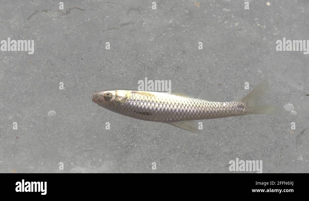 Fish big ruff on the ice of river in winter 4k Stock Video Footage - Alamy