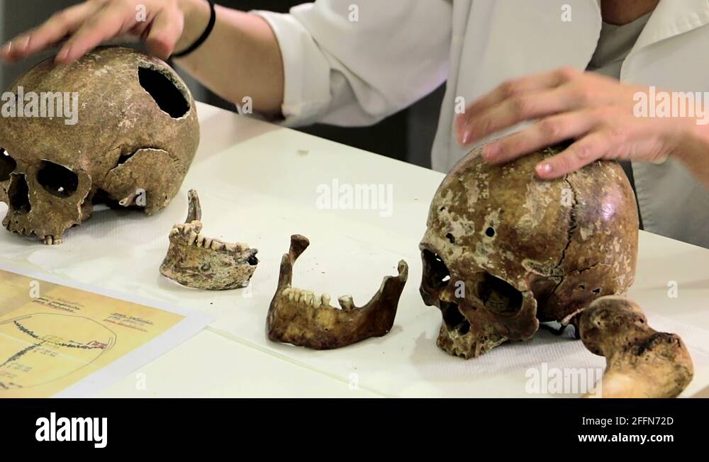 Human skull. Woman forensic scientist showing human skulls Stock Video ...