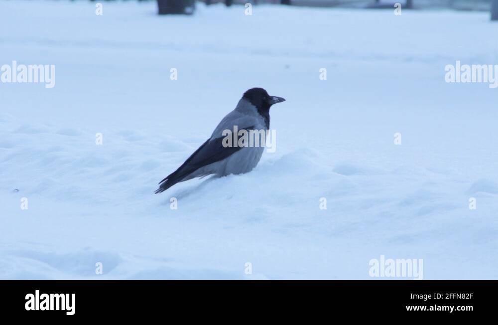 Crow in snow Stock Videos & Footage - HD and 4K Video Clips - Alamy