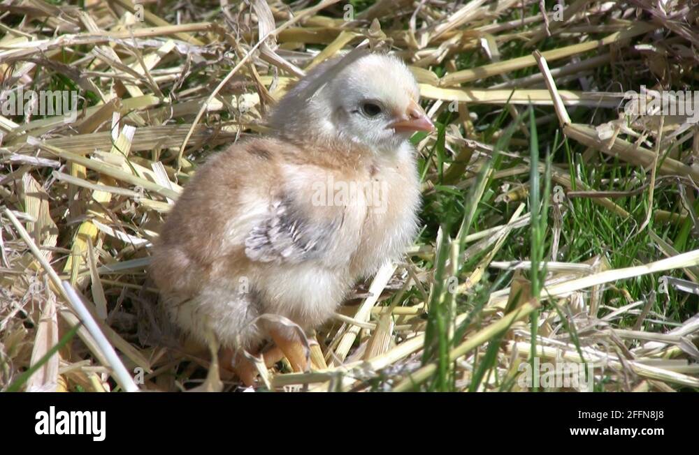 Chicken run Stock Videos & Footage - HD and 4K Video Clips - Alamy