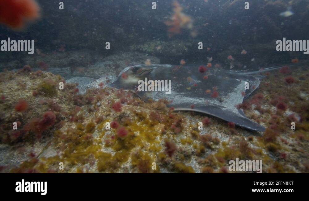 Myliobatis Stock Videos & Footage - HD and 4K Video Clips - Alamy