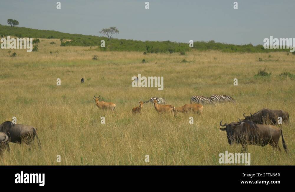 Safari animals landscape Stock Videos & Footage - HD and 4K Video Clips ...