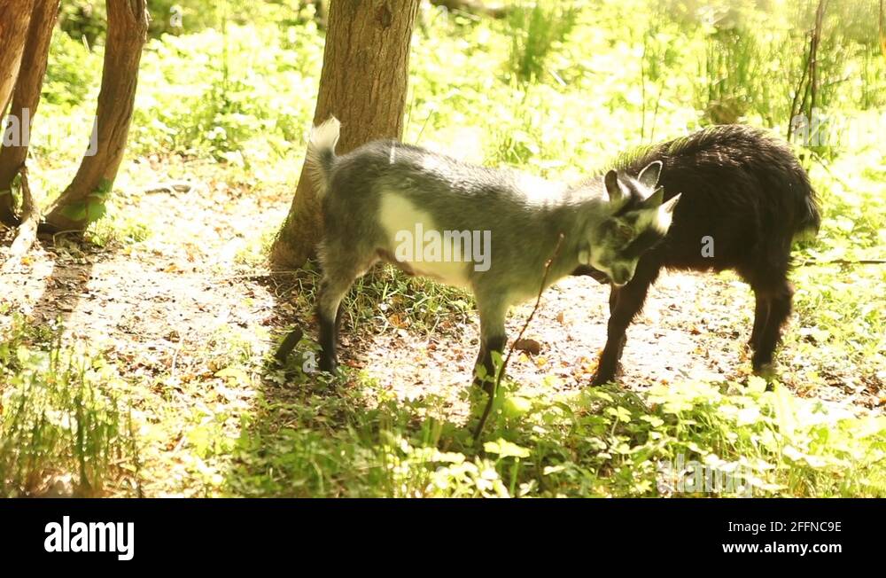 Farm animals together Stock Videos & Footage - HD and 4K Video Clips ...