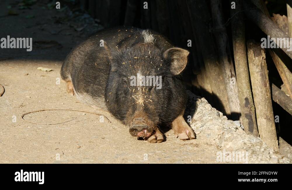 Pig in sun Stock Videos & Footage - HD and 4K Video Clips - Alamy