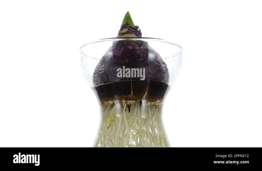 Rotating and growing hyacinth roots in a vase UHD-4K Stock Video ...