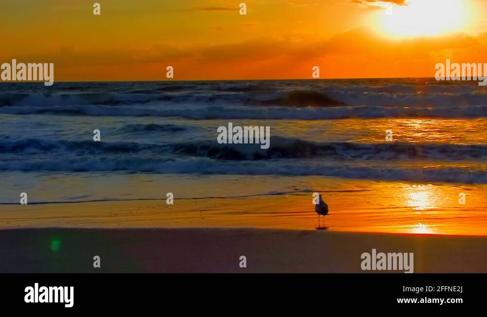 Bird in the surf Stock Videos & Footage - HD and 4K Video Clips - Alamy