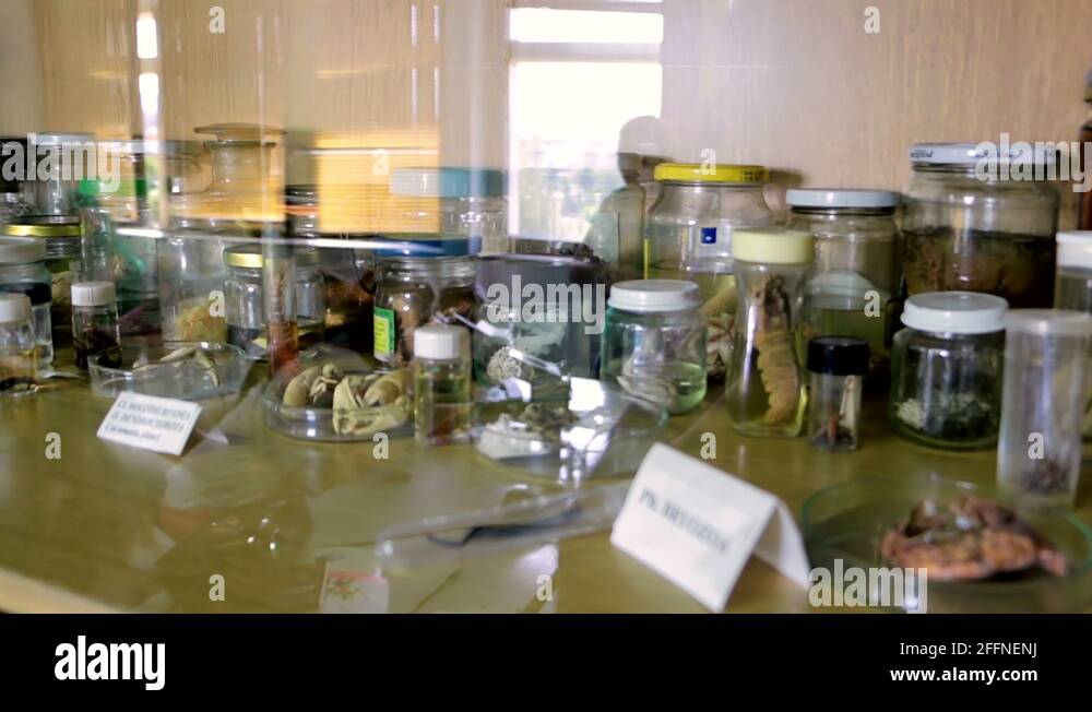 Animals in medical research Stock Videos & Footage - HD and 4K Video ...