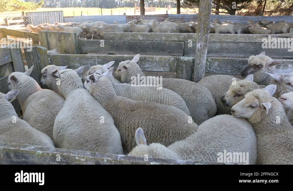 Farm yards Stock Videos & Footage - HD and 4K Video Clips - Alamy