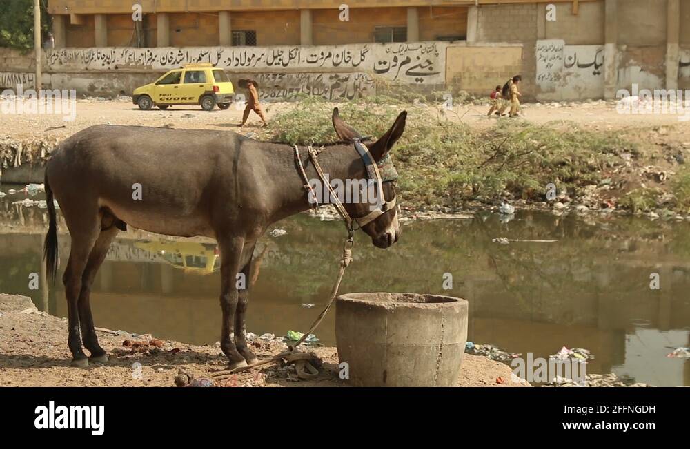 Donkey food Stock Videos & Footage - HD and 4K Video Clips - Alamy