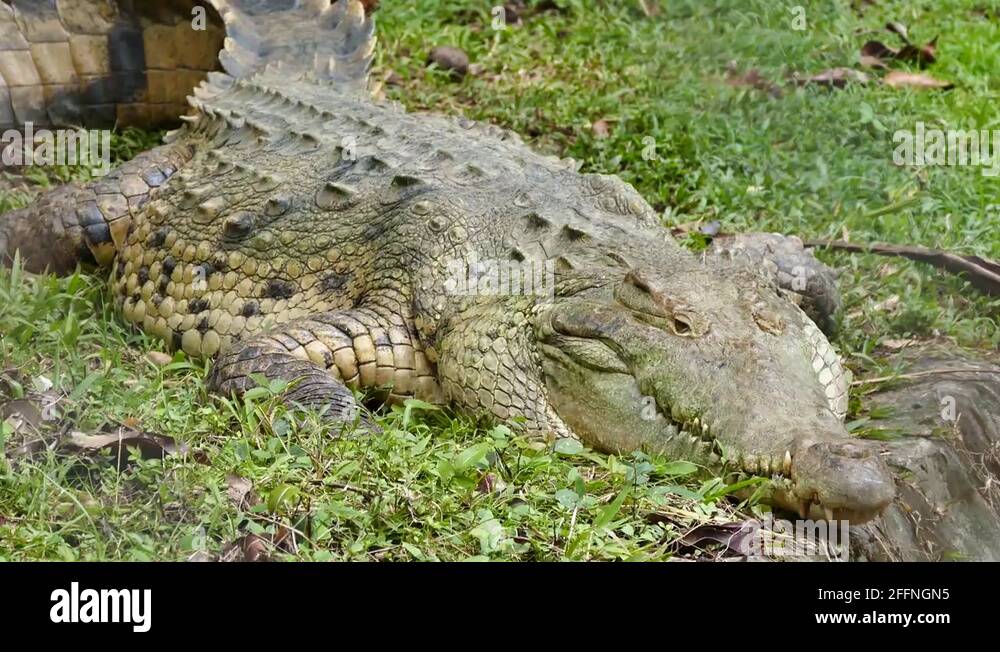 Crocodile eyes open Stock Videos & Footage - HD and 4K Video Clips - Alamy