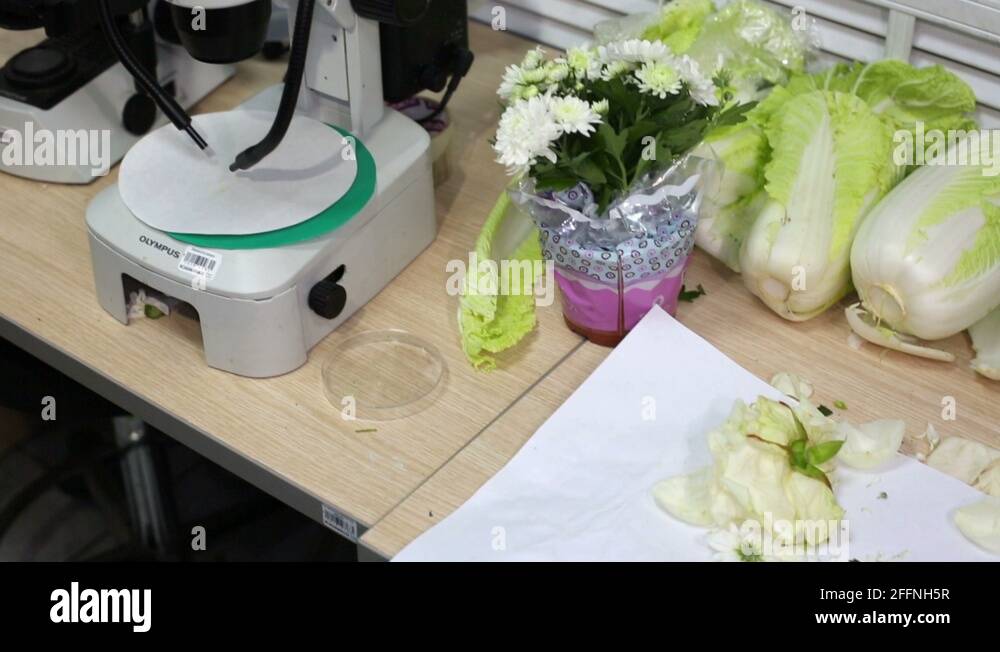 Goods inspection Stock Videos & Footage - HD and 4K Video Clips - Alamy