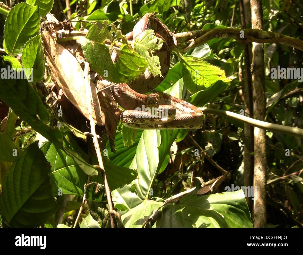Amazon tree boa (Corallus hortulanus Stock Video Footage - Alamy