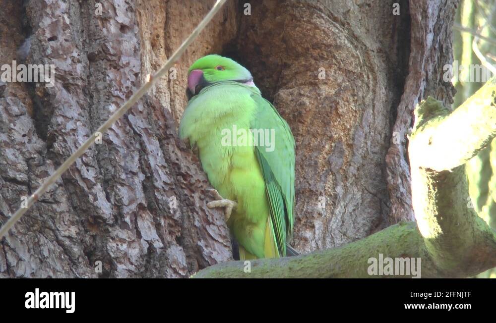 Uk parakeet Stock Videos & Footage - HD and 4K Video Clips - Alamy