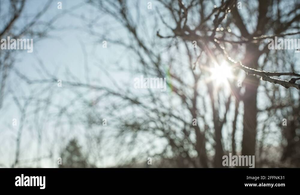 Sunlight on tree branch Stock Videos & Footage - HD and 4K Video Clips ...