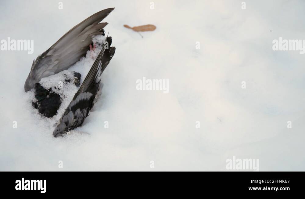 Die of starvation Stock Videos & Footage - HD and 4K Video Clips - Alamy