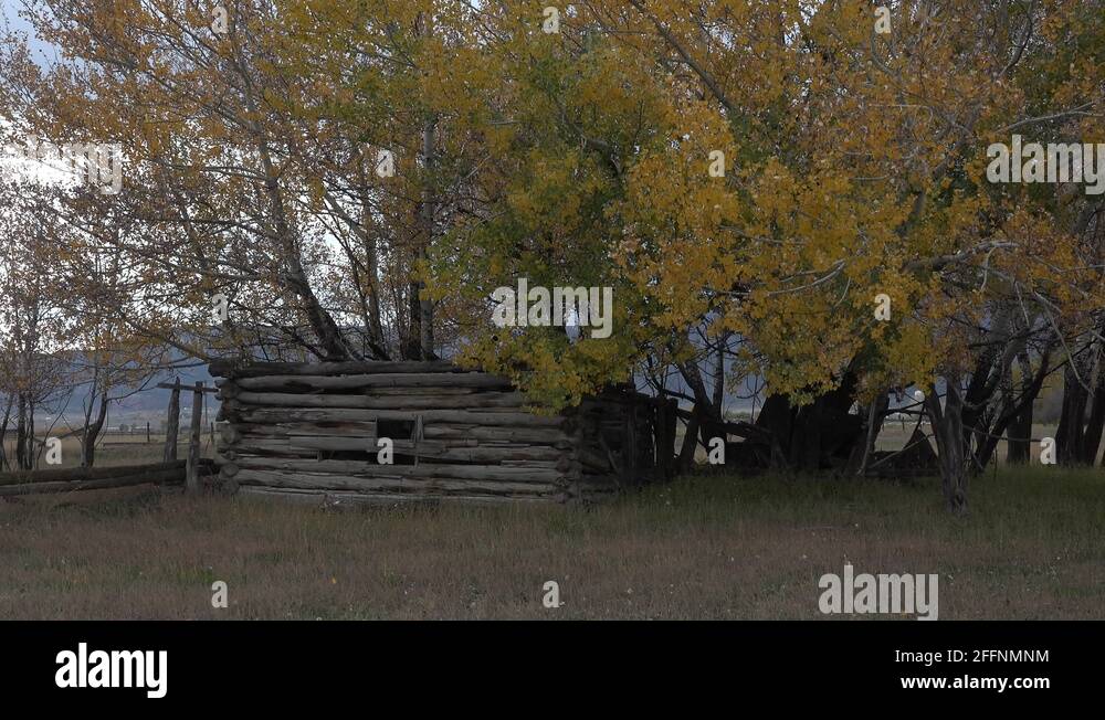 Pioneer cabin tree Stock Videos & Footage - HD and 4K Video Clips - Alamy