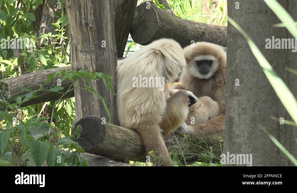Monkey tree animal wildlife Stock Videos & Footage - HD and 4K Video ...