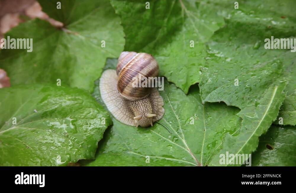 Pest garden Stock Videos & Footage - HD and 4K Video Clips - Alamy