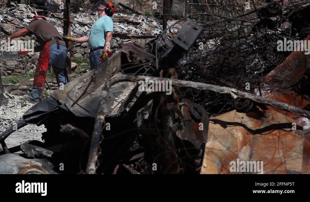 Char tree Stock Videos & Footage - HD and 4K Video Clips - Alamy
