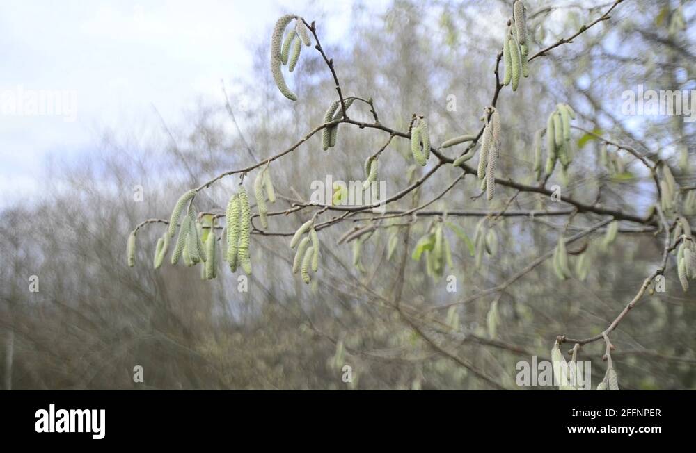 Flower nut Stock Videos & Footage - HD and 4K Video Clips - Alamy