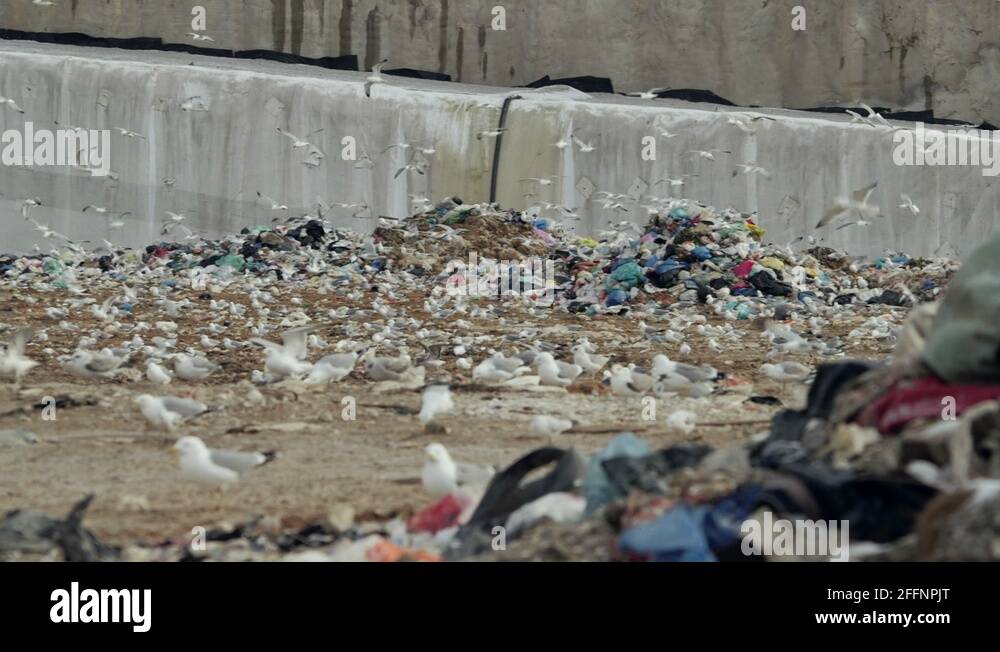 Birds eating garbage Stock Videos & Footage - HD and 4K Video Clips - Alamy