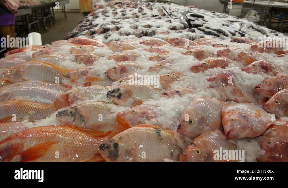 Red snappers market Stock Videos & Footage - HD and 4K Video Clips - Alamy