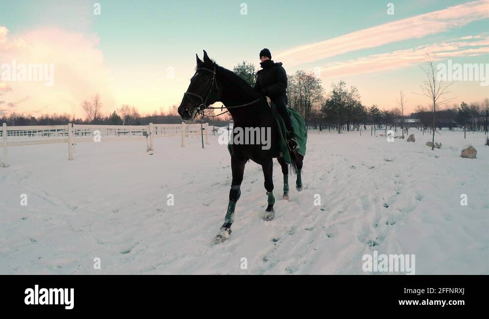Black horse in snow Stock Videos & Footage - HD and 4K Video Clips - Alamy