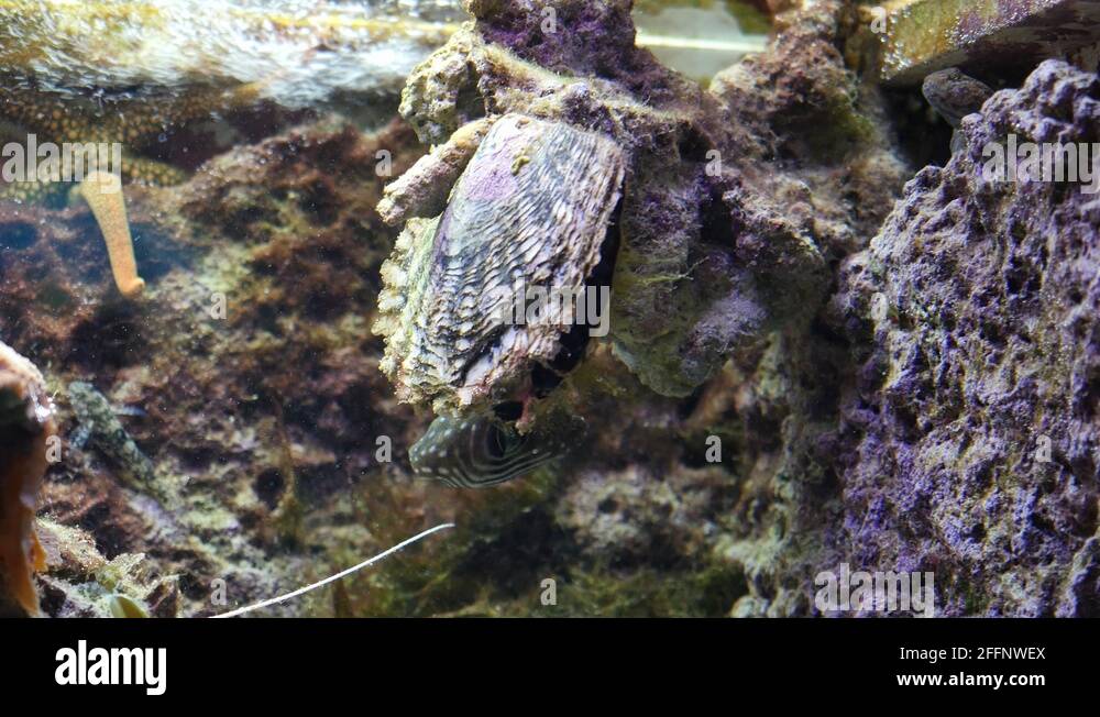 Mollusk Stock Videos & Footage - HD and 4K Video Clips - Alamy