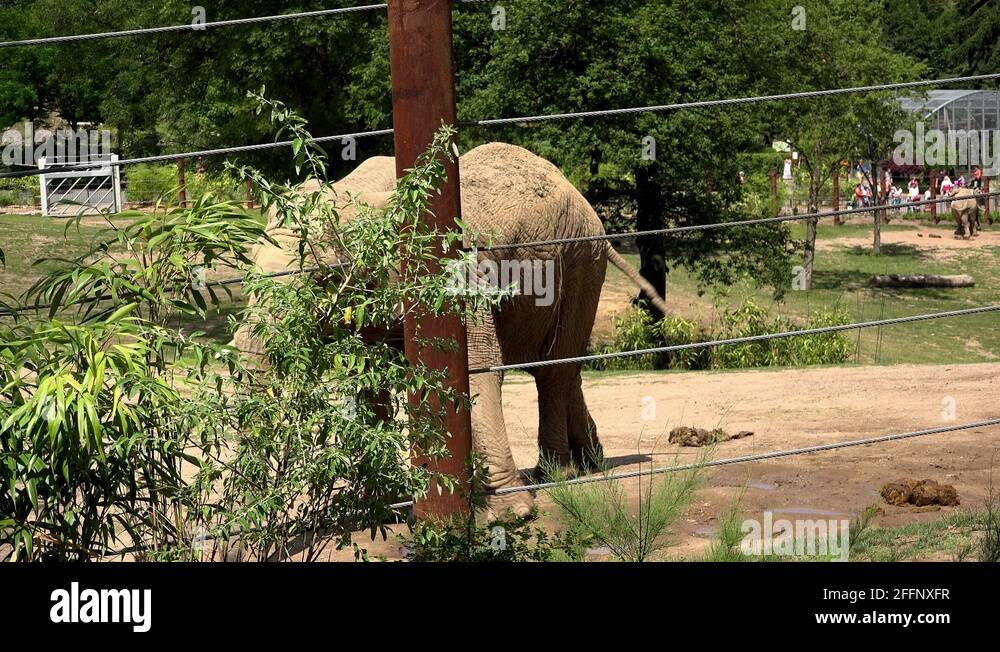 Zoo elephant fence Stock Videos & Footage - HD and 4K Video Clips - Alamy
