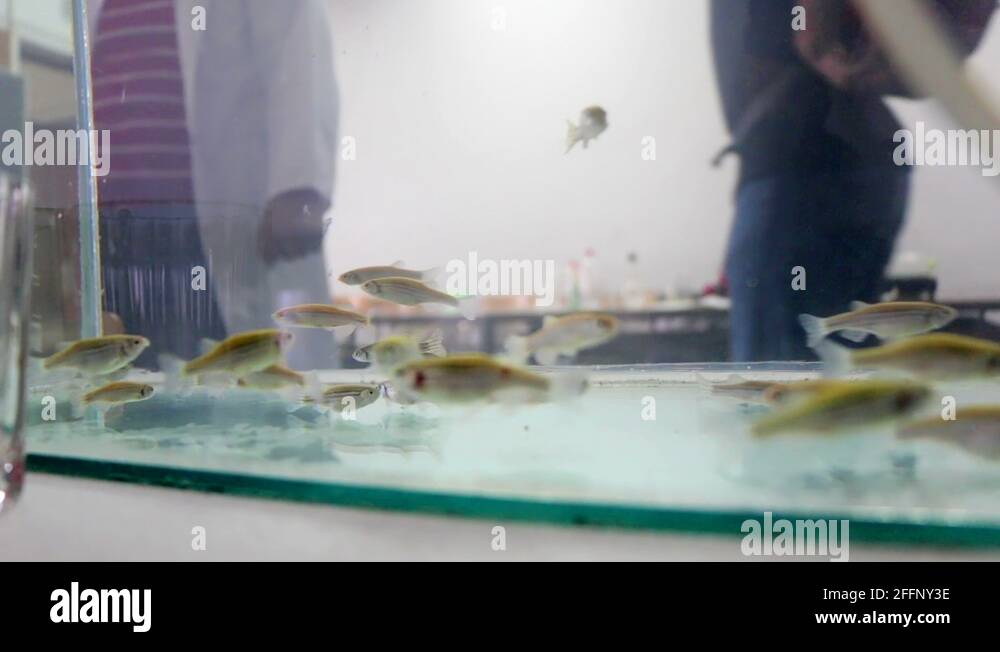 Fetus specimen Stock Videos & Footage - HD and 4K Video Clips - Alamy