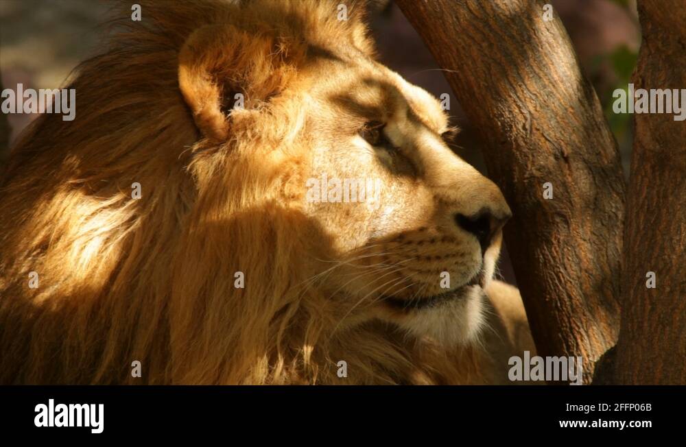 Lion in profile Stock Videos & Footage - HD and 4K Video Clips - Alamy