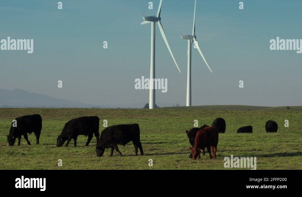 Wind farm cattle Stock Videos & Footage - HD and 4K Video Clips - Alamy