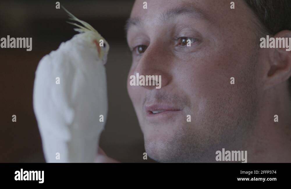 Pirate pet bird Stock Videos & Footage - HD and 4K Video Clips - Alamy