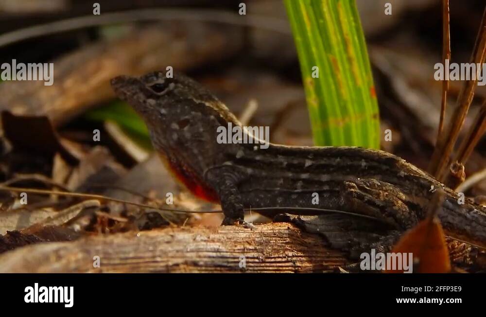 Brown anole gecko Stock Videos & Footage - HD and 4K Video Clips - Alamy