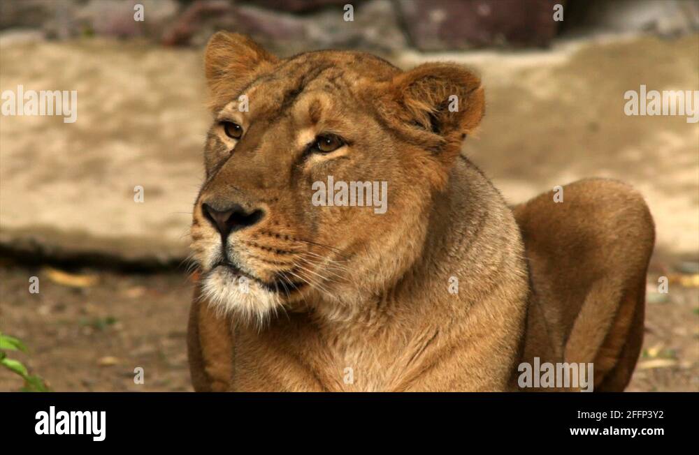 Golden lioness Stock Videos & Footage - HD and 4K Video Clips - Alamy