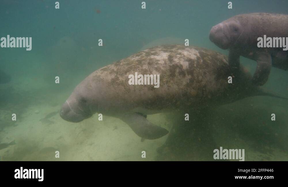 Manatee group swimming Stock Videos & Footage - HD and 4K Video Clips ...