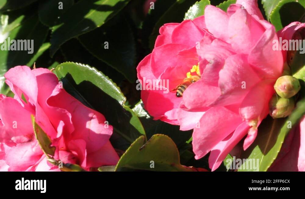 Buzz buzzing Stock Videos & Footage - HD and 4K Video Clips - Alamy