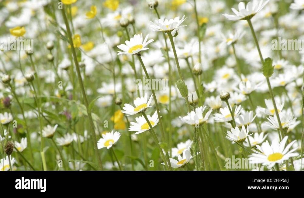 Flora wing Stock Videos & Footage - HD and 4K Video Clips - Alamy