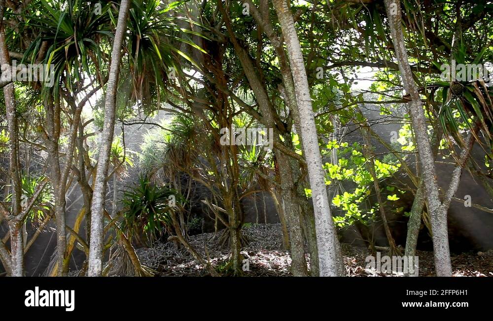 Canopy palm Stock Videos & Footage - HD and 4K Video Clips - Alamy