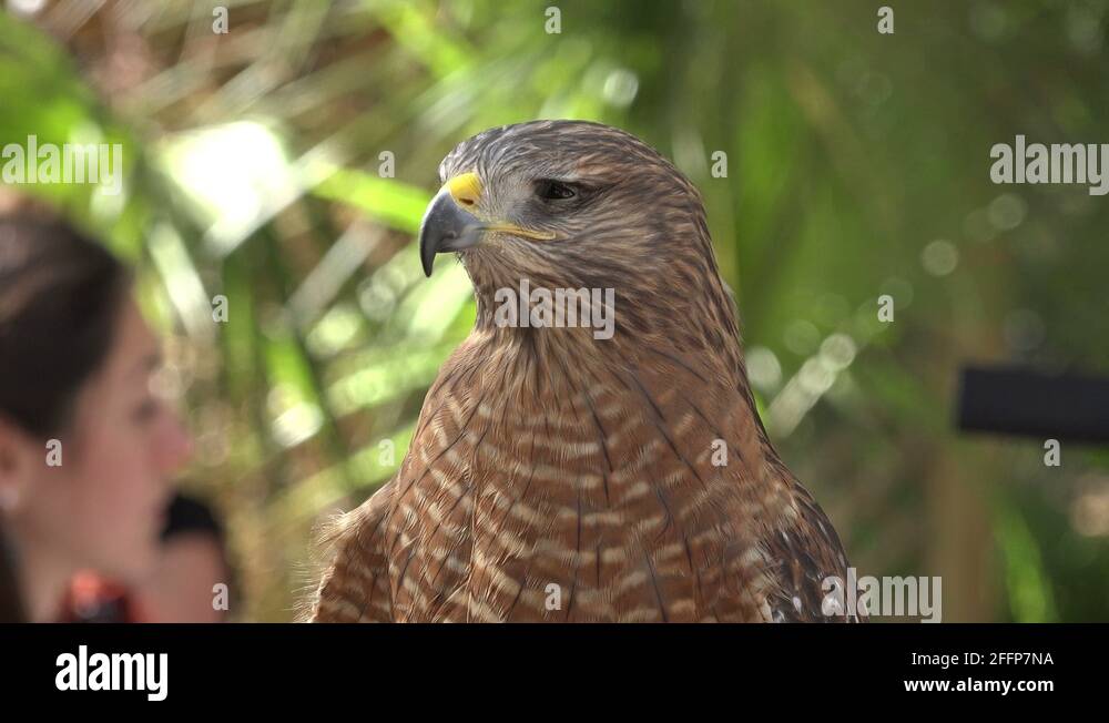 Crowd face Stock Videos & Footage - HD and 4K Video Clips - Alamy