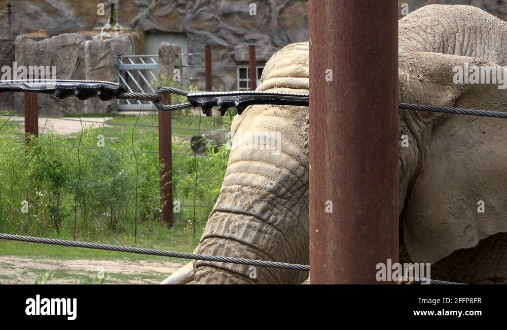 Dirty habitat Stock Videos & Footage - HD and 4K Video Clips - Alamy