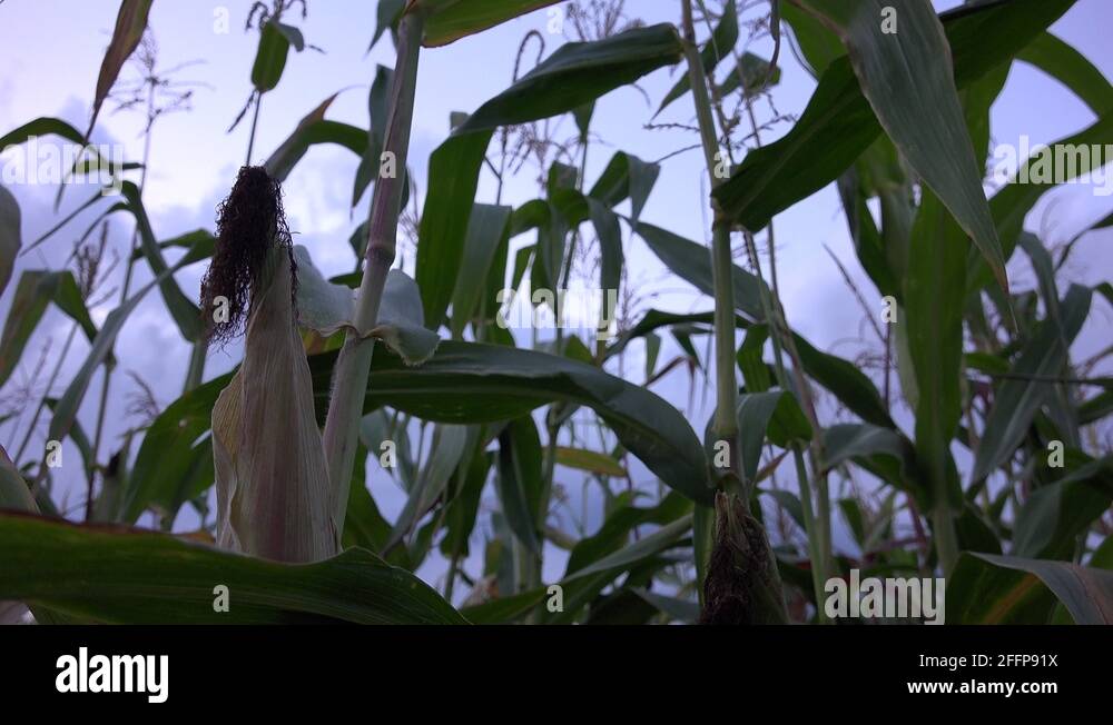ULTRA HD 4K Corn field rural farm industrial culture organic bio cereal ...