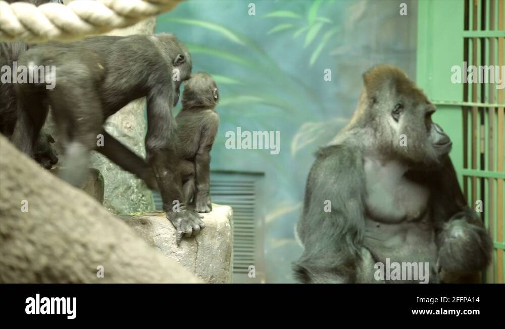 Father gorilla Stock Videos & Footage - HD and 4K Video Clips - Alamy