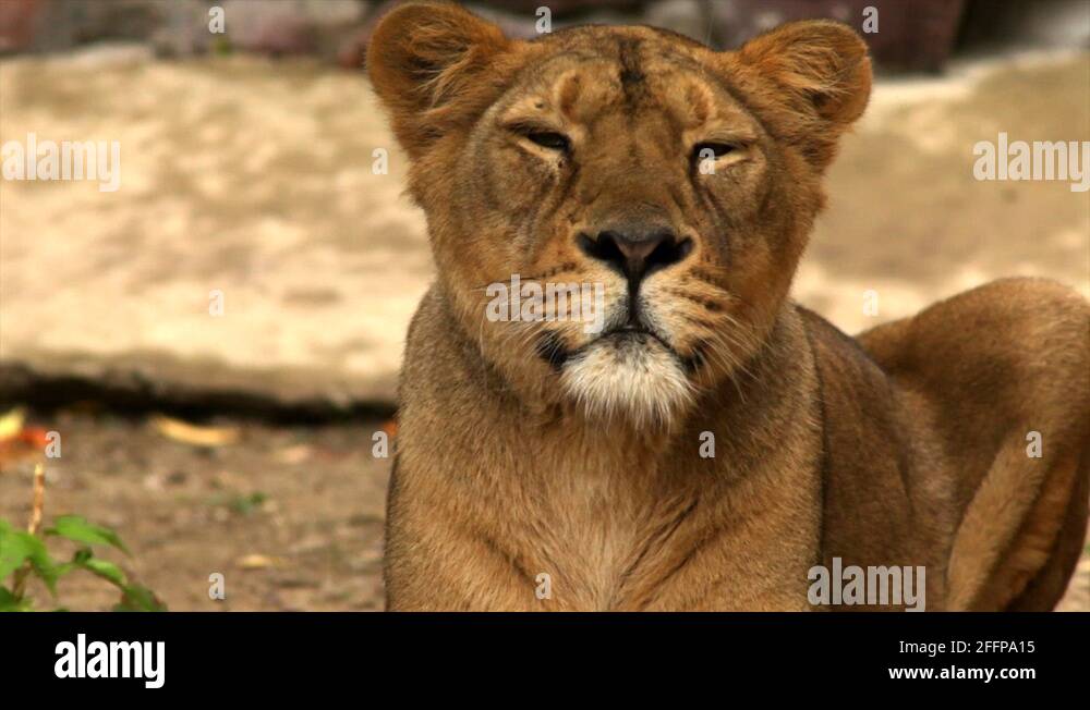 Lioness stare Stock Videos & Footage - HD and 4K Video Clips - Alamy