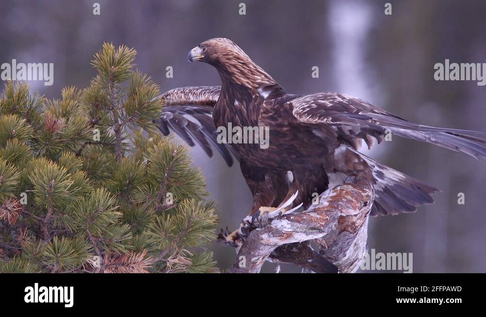 Golden eagle wings spread Stock Videos & Footage - HD and 4K Video ...