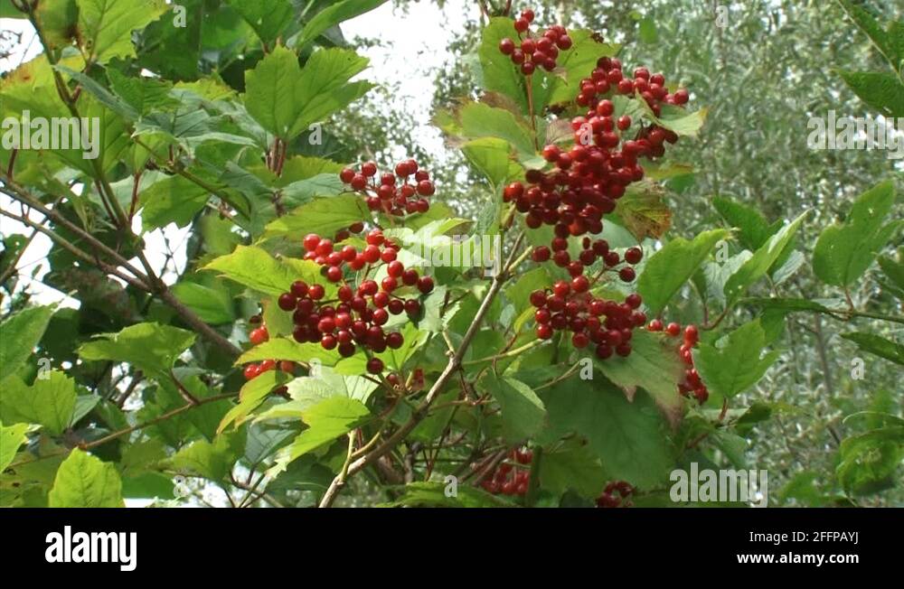 Viburnum opulus red snowball tree Stock Videos & Footage - HD and 4K ...