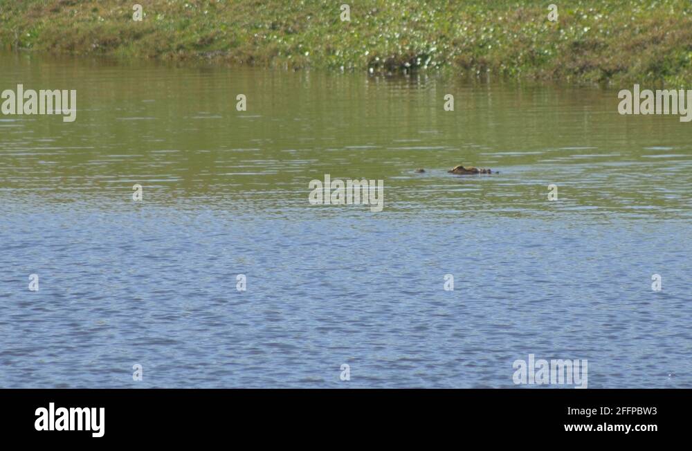 Alligator florida retention pond Stock Videos & Footage - HD and 4K ...