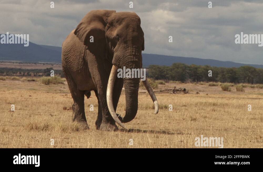 Elephant tusks touching Stock Videos & Footage - HD and 4K Video Clips ...