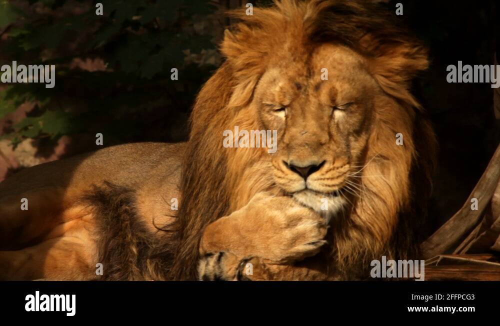 Lion eyes in dark Stock Videos & Footage - HD and 4K Video Clips - Alamy